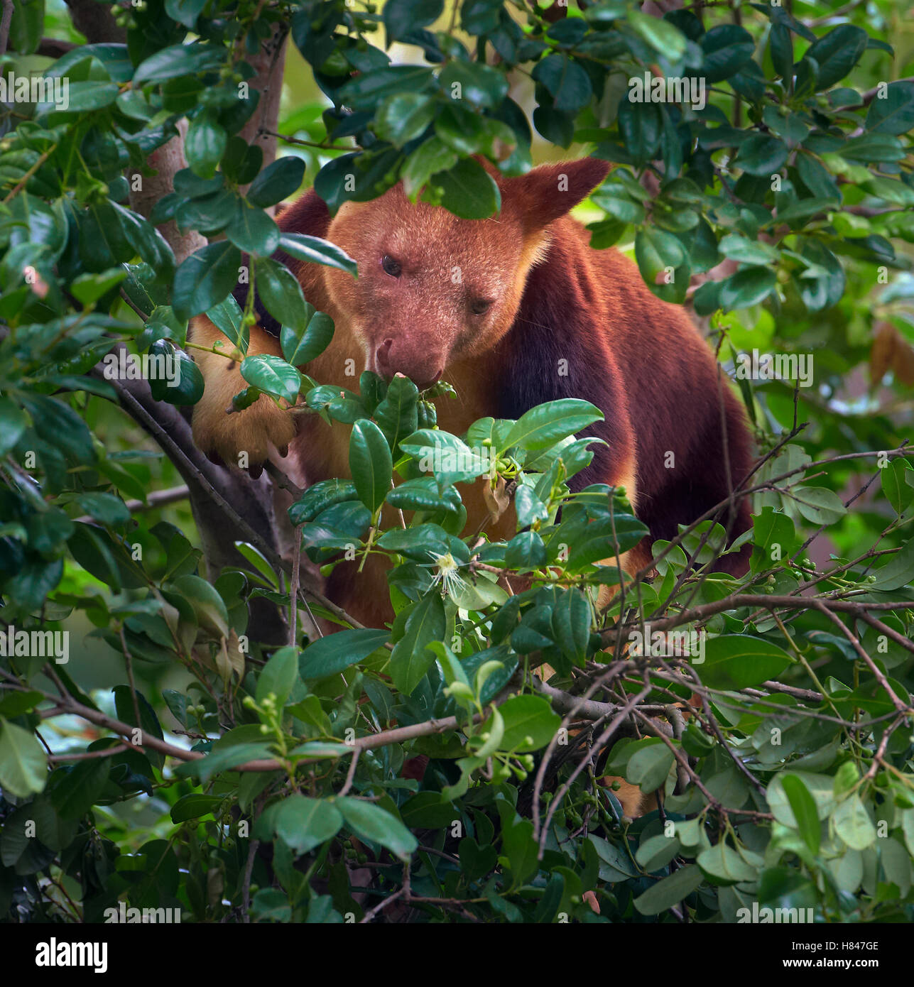 Goodfellow's Tree Kangaroo (Dendrolagus goodfellowi) feeding in tree ...