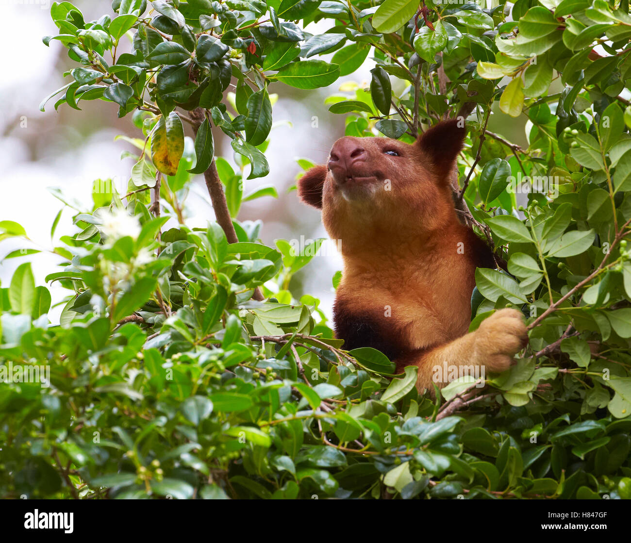 Goodfellow's Tree Kangaroo (Dendrolagus goodfellowi) feeding in tree ...
