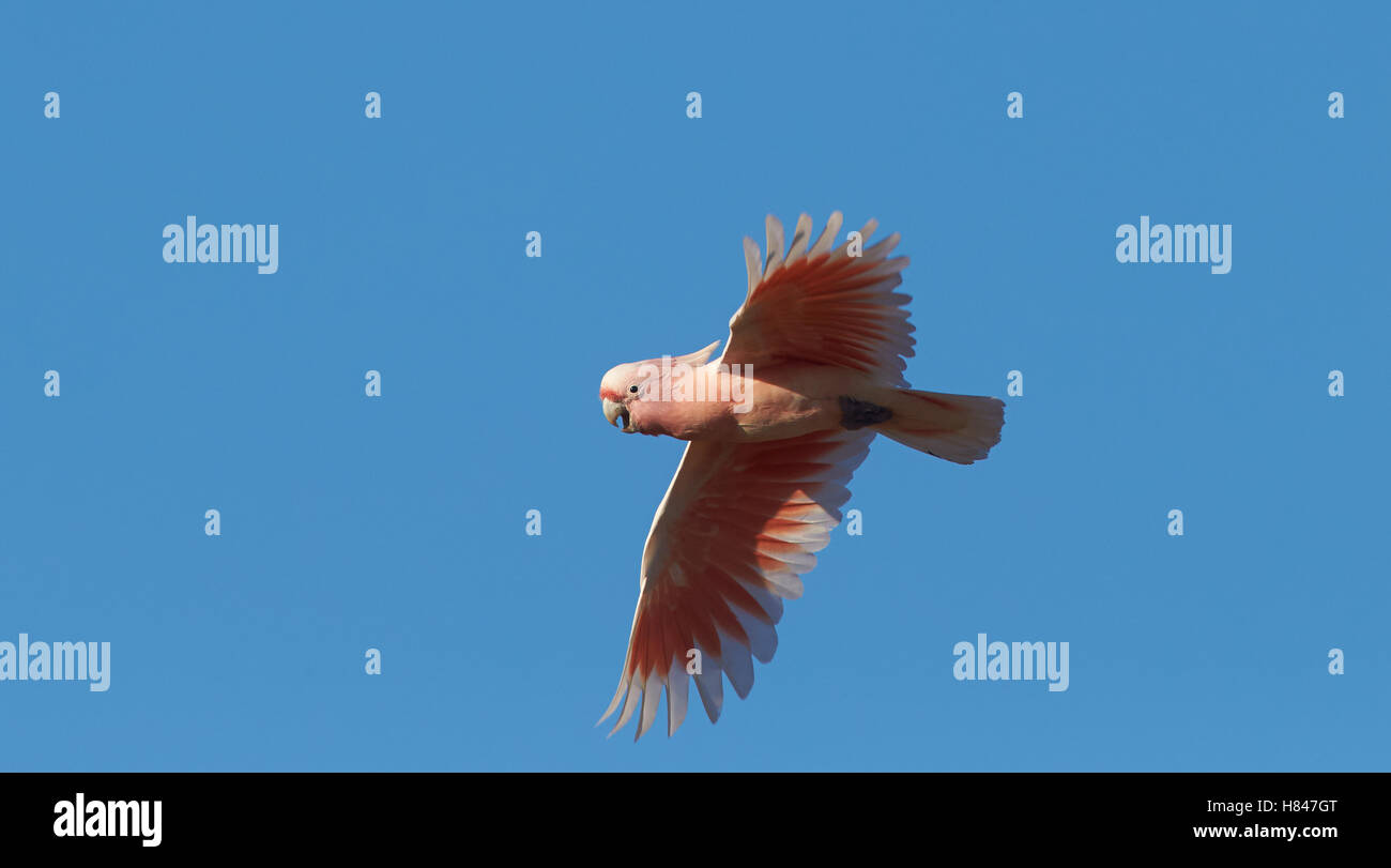 Major Mitchell's Cockatoo (Lophochroa leadbeateri) male flying ...