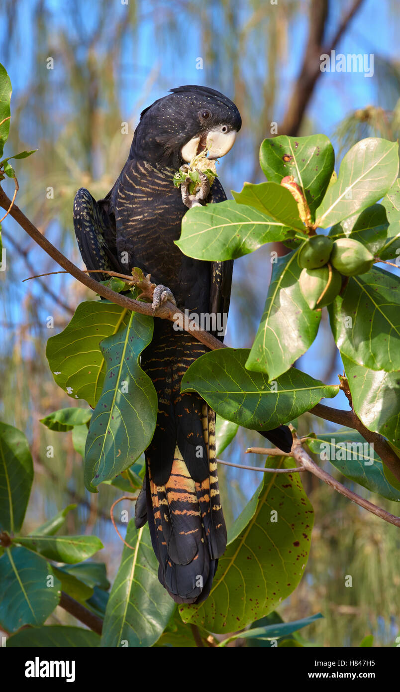 Red-tailed Black-Cockatoo (Calyptorhynchus banksii) female feeding on ...