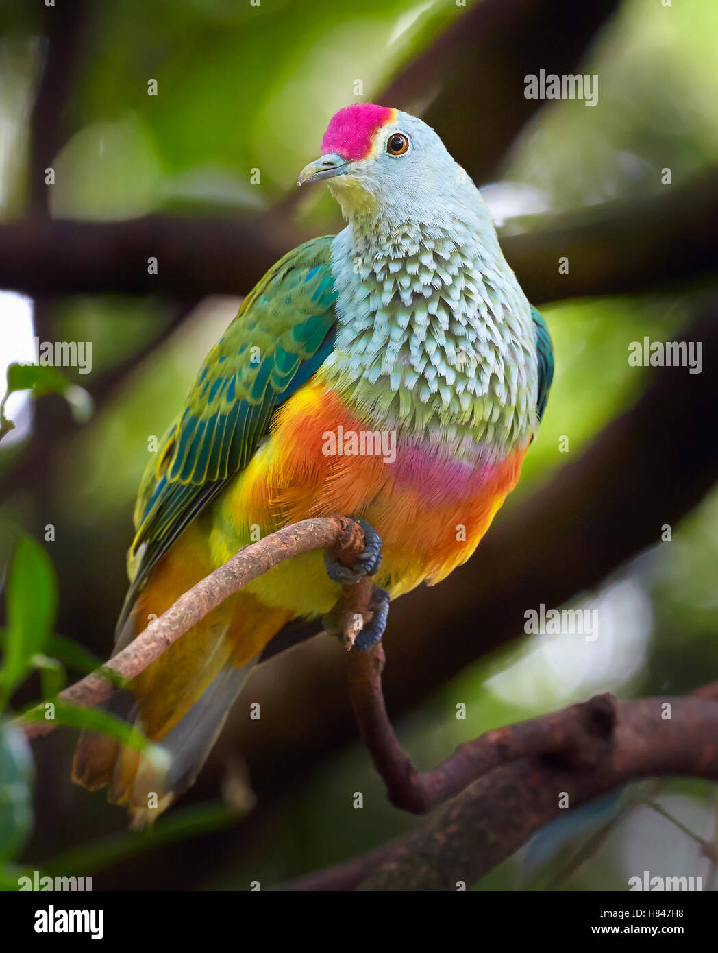 Rose-crowned Fruit-Dove (Ptilinopus regina), Toronga Zoo, Sydney, New ...