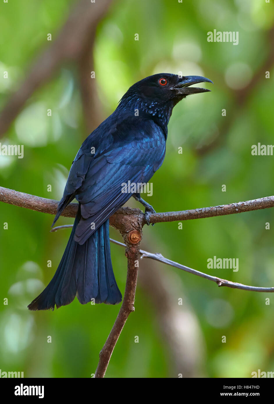 Spangled Drongo (Dicrurus bracteatus) calling, Townsville, Queensland ...