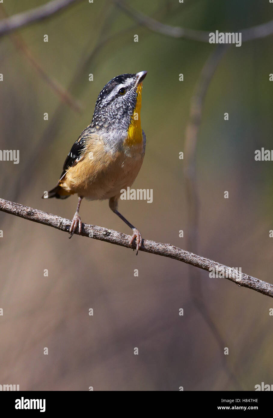 Spotted Pardalote (Pardalotus punctatus), Canberra, Australia Stock ...