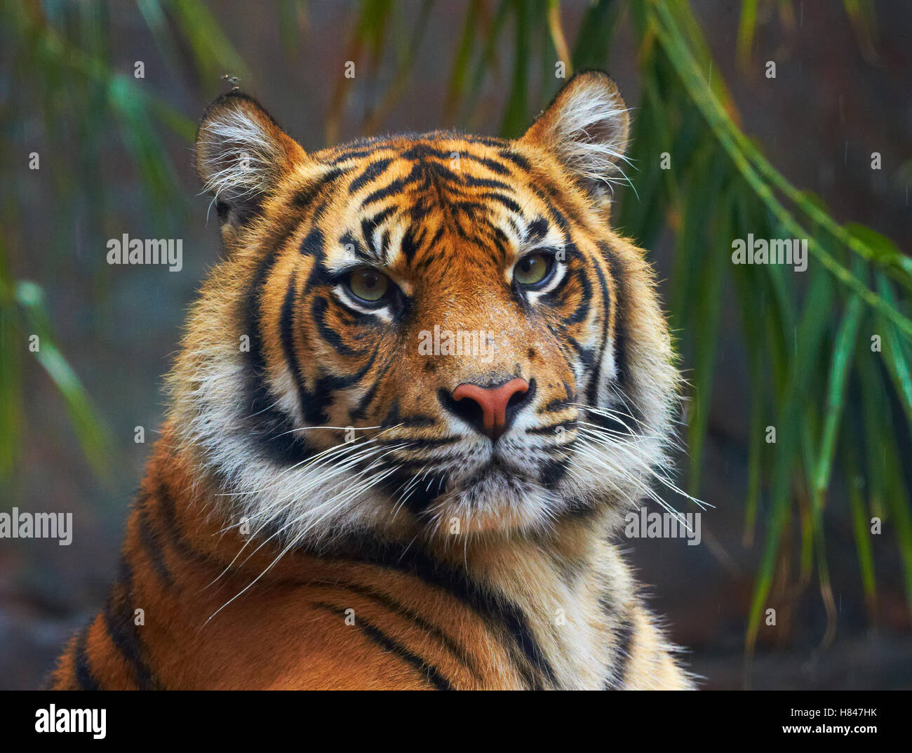 Sumatran Tiger (Panthera tigris sumatrae), Toronga Zoo, Sydney, New ...