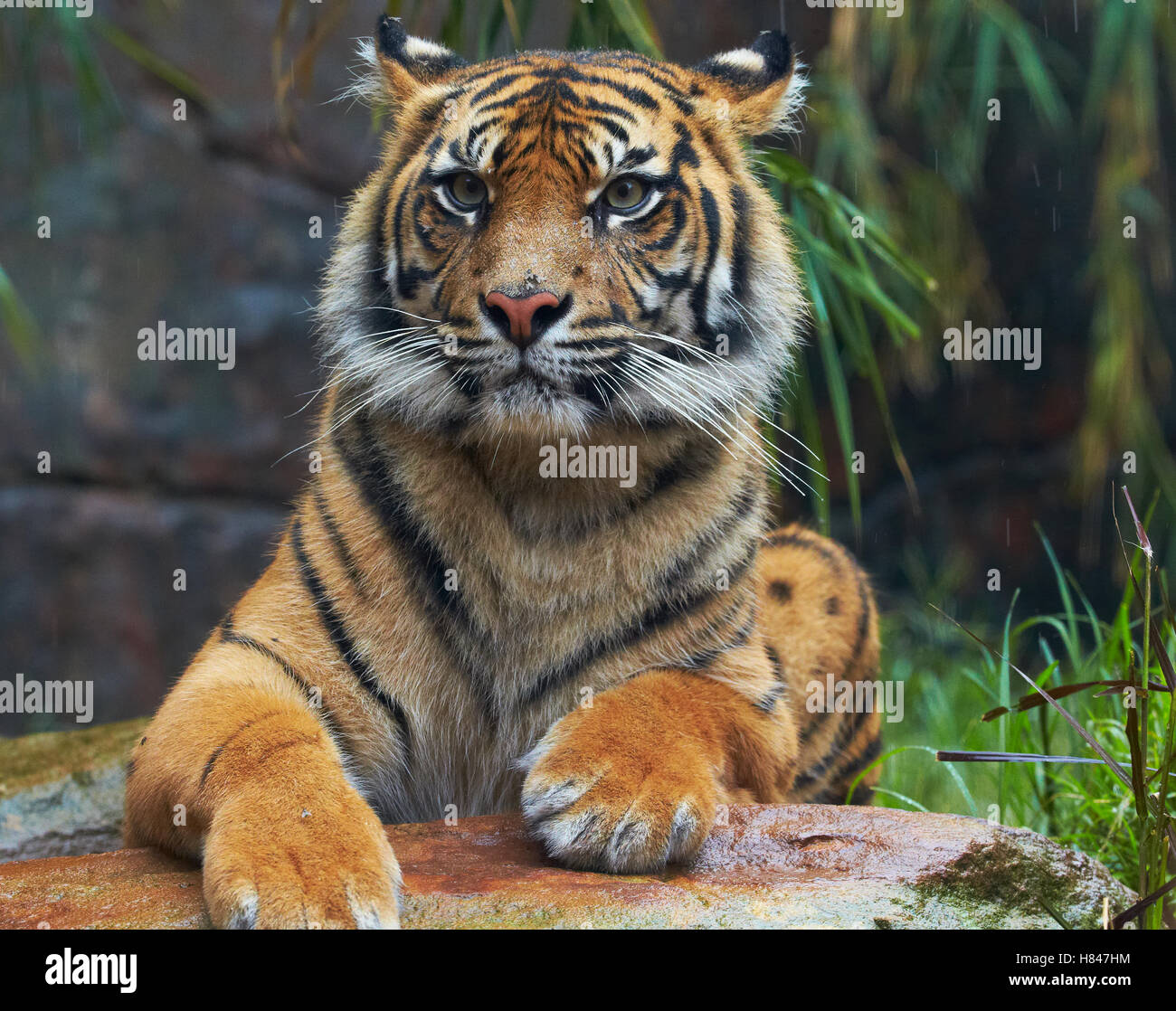 Sumatran Tiger (Panthera tigris sumatrae) lowering ears in defensive ...
