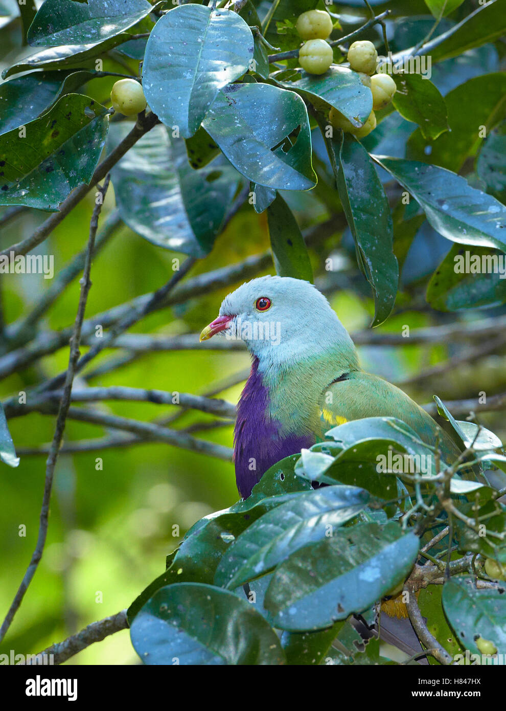 Wompoo Fruit-Dove (Ptilinopus magnificus), Malanda, Queensland ...