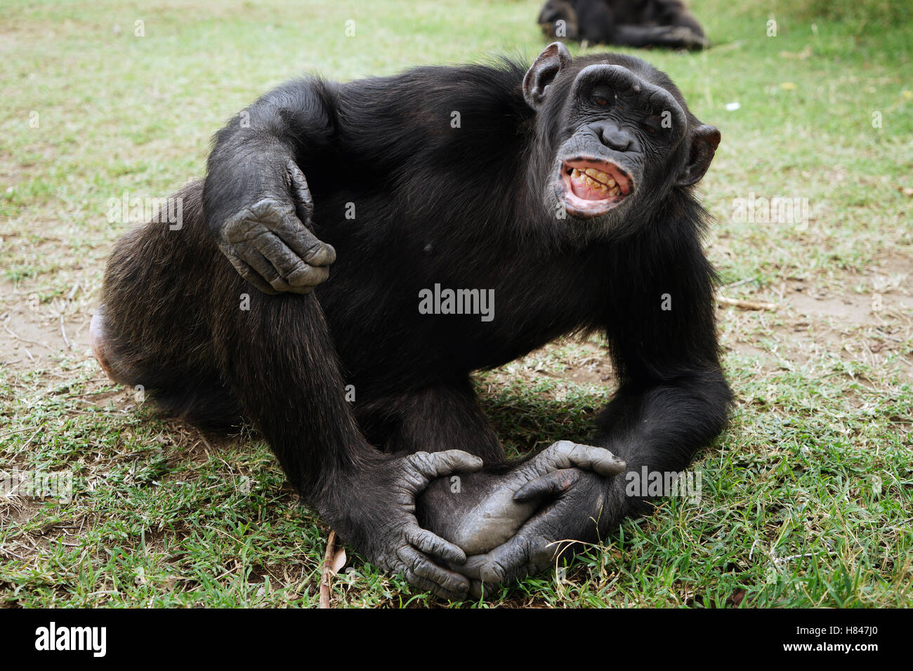 Chimpanzee (Pan troglodytes) showing aggression, Ol Pejeta Conservancy ...
