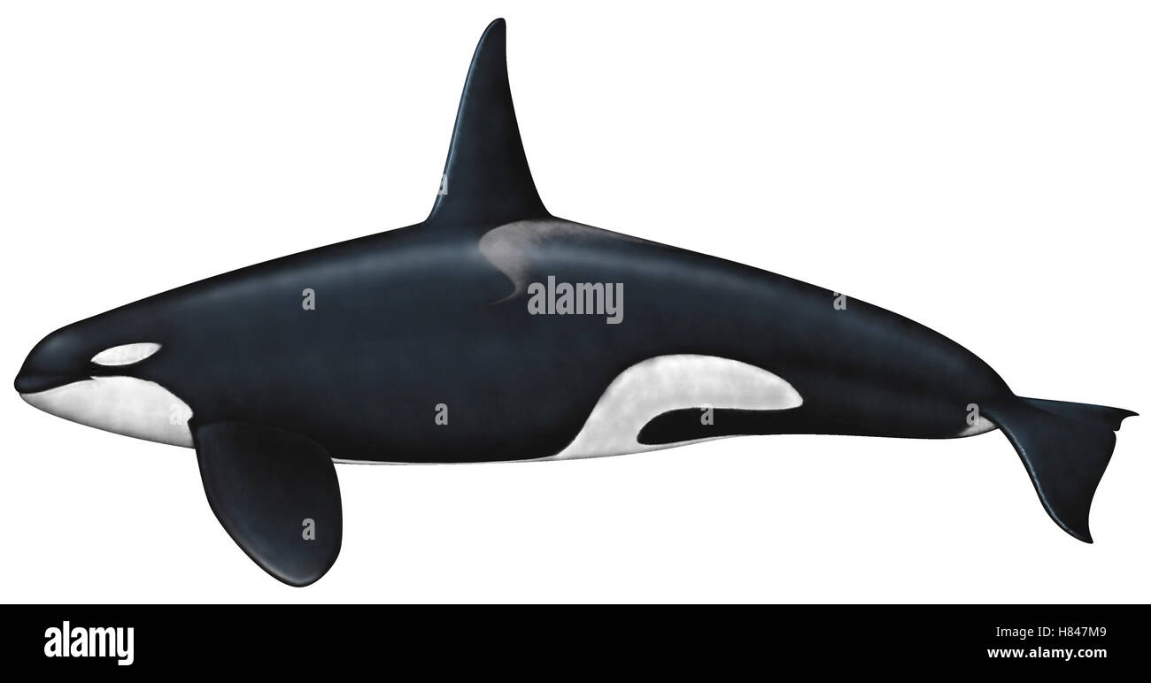 Orca (Orcinus orca Stock Photo - Alamy