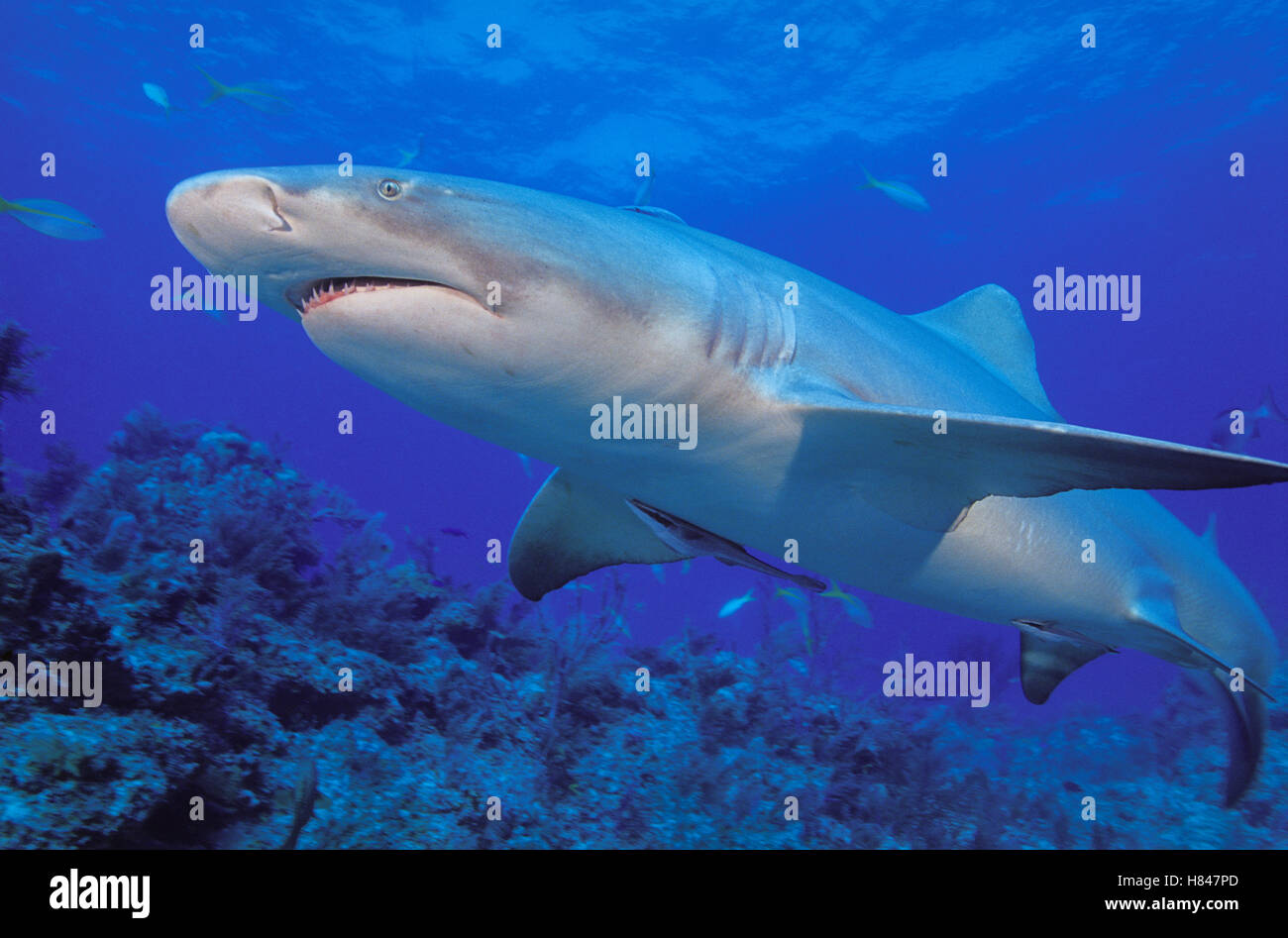 Caribbean Reef Shark (Carcharhinus perezii), Bahamas, Caribbean Stock ...