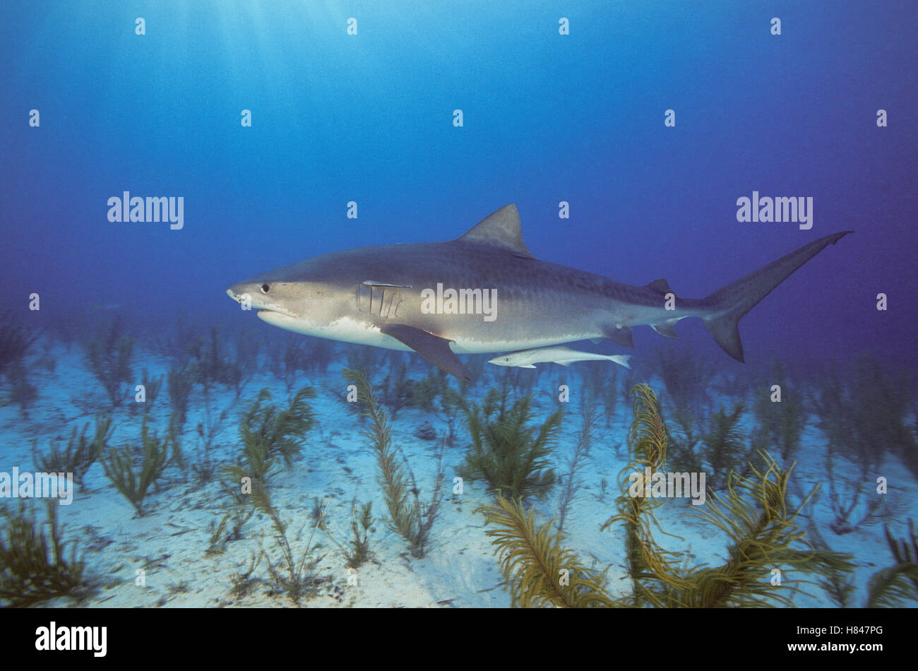 Tiger Shark (Galeocerdo cuvieri) with attached Remora (Remora sp ...