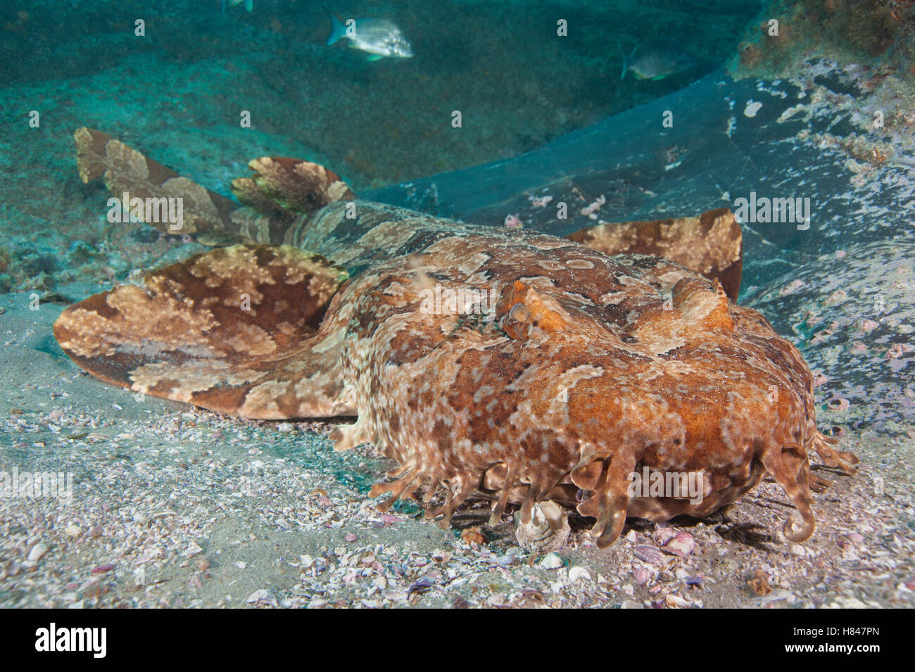 Spotted Wobbegong (Orectolobus maculatus) shark, New South Wales ...