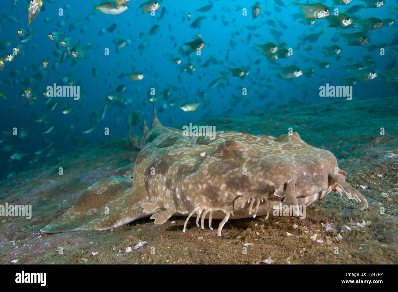 Spotted Wobbegong (Orectolobus maculatus) shark, New South Wales ...