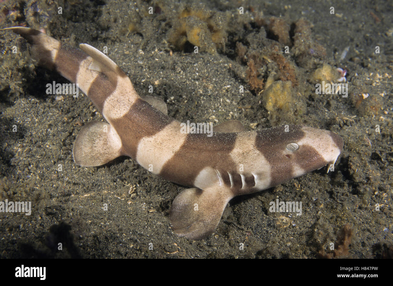 Brownbanded Bambooshark (Chiloscyllium punctatum) juvenile, Lembeh ...