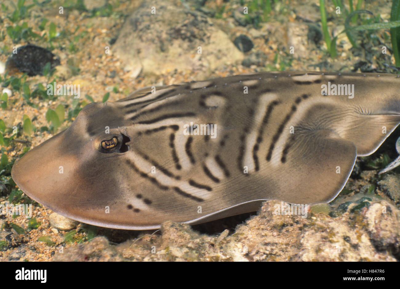 Southern Fiddler Ray (Trygonorrhina fasciata), South Australia ...