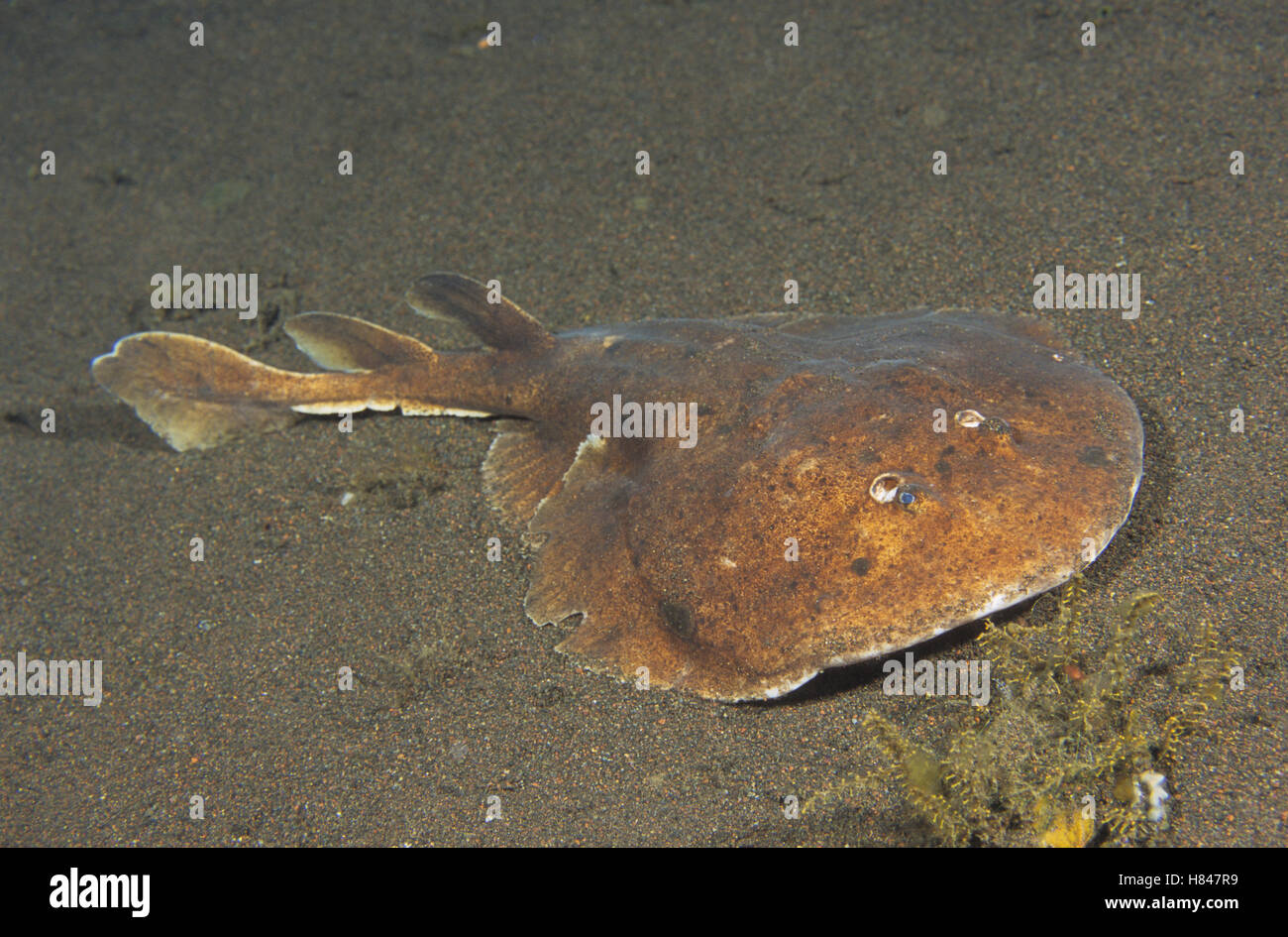 Electric Ray (Narcine sp), Bali, Indonesia Stock Photo - Alamy