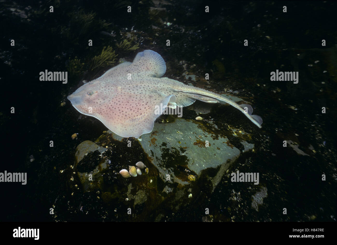 Little Skate (Raja erinacea), Maine Stock Photo - Alamy