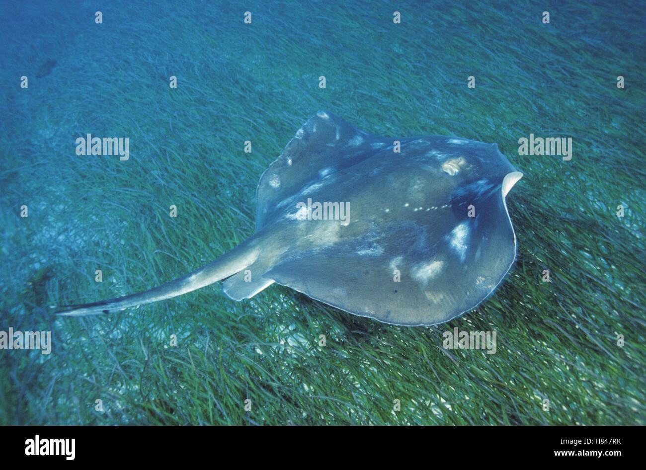 Smooth Stingray (Dasyatis brevicaudata) swimming over ocean floor ...