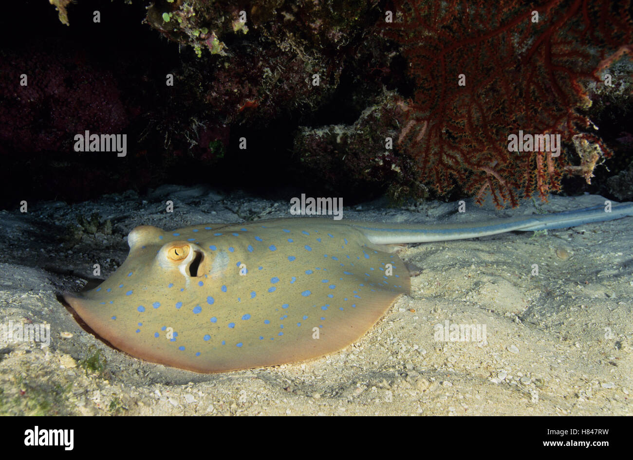 Blue Spotted Fantail Stingray (Taeniura lymma), Queensland, Australia ...