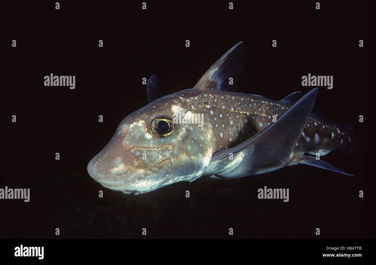 Spotted Ratfish (Hydrolagus colliei), British Columbia, Canada Stock ...