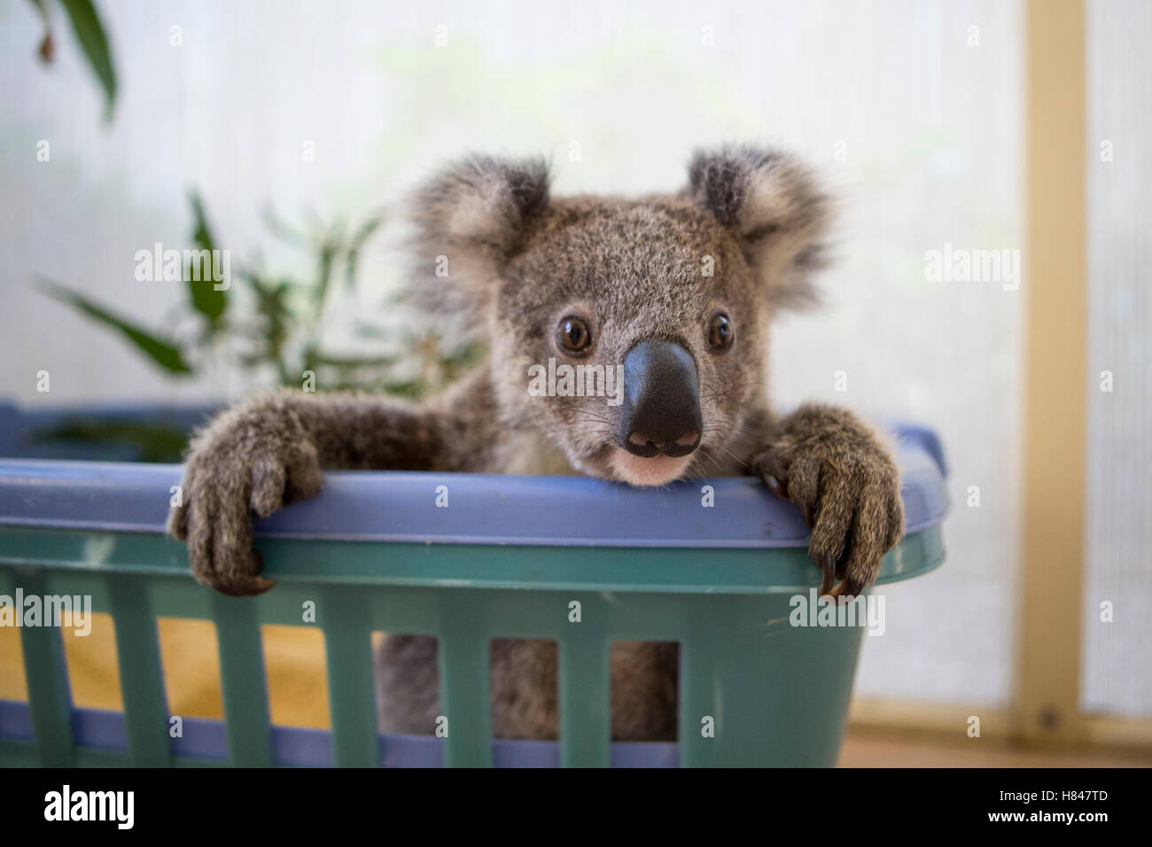 Koala (Phascolarctos cinereus) orphan joey, Port Macquerie, New South ...