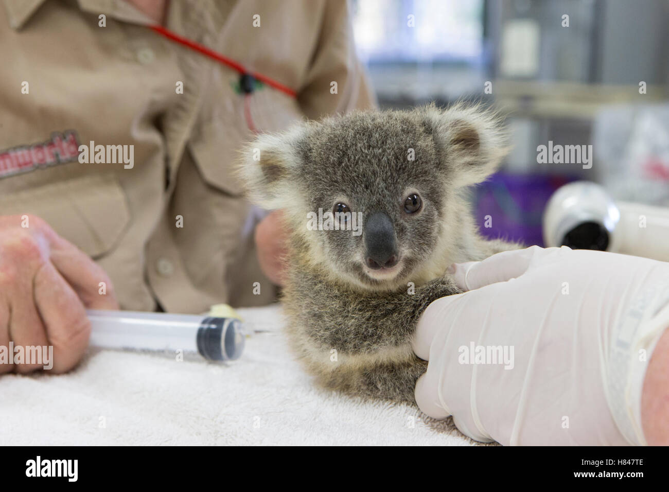 Koala (Phascolarctos cinereus) veterinarian, Vere Nicolson ...