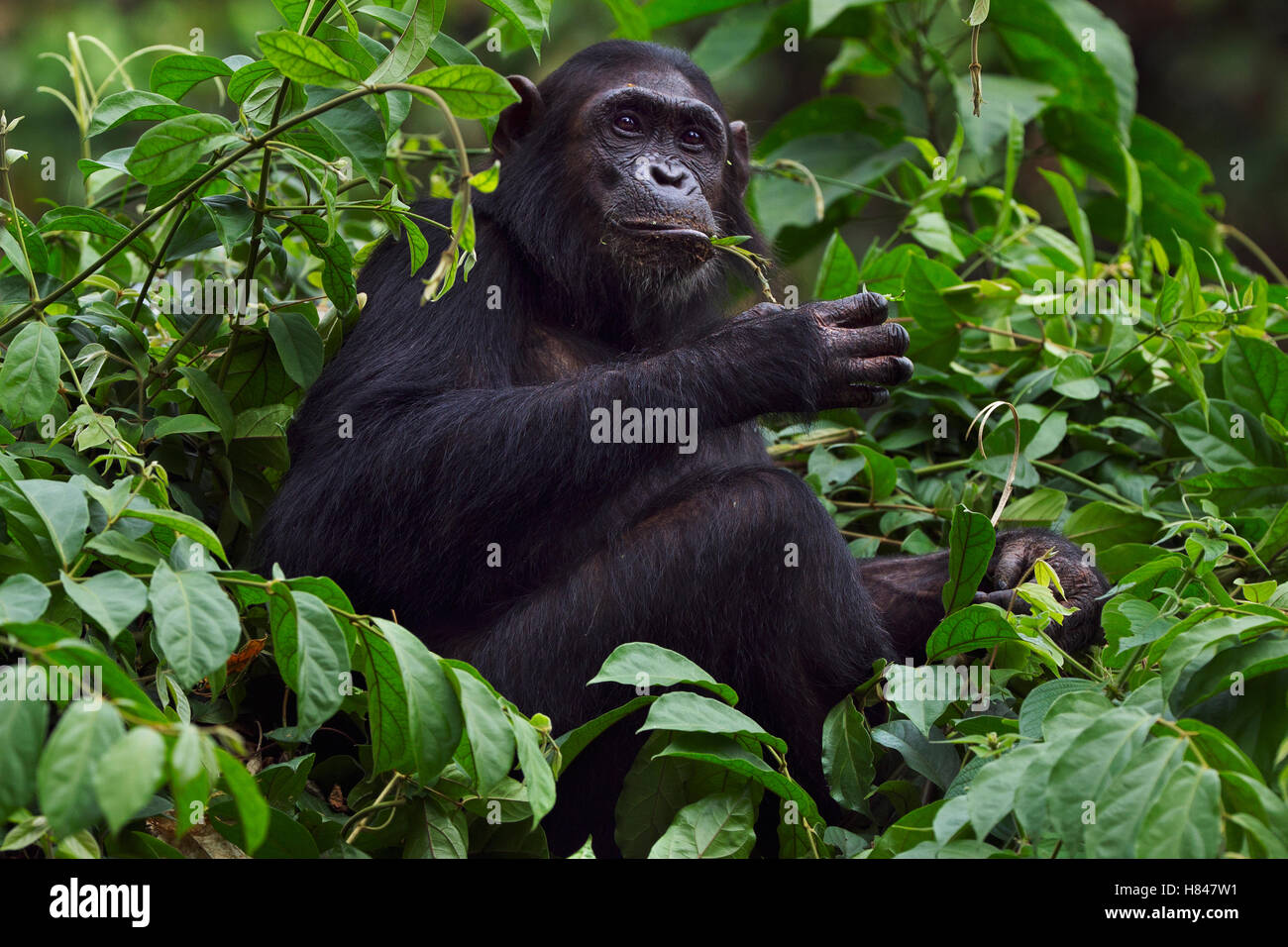 Eastern Chimpanzee (Pan troglodytes schweinfurthii) thirteen year old ...