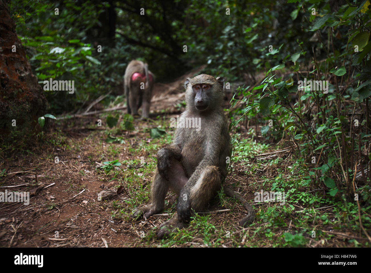 Olive Baboon (Papio anubis) and juvenile on forest trail, Gombe ...