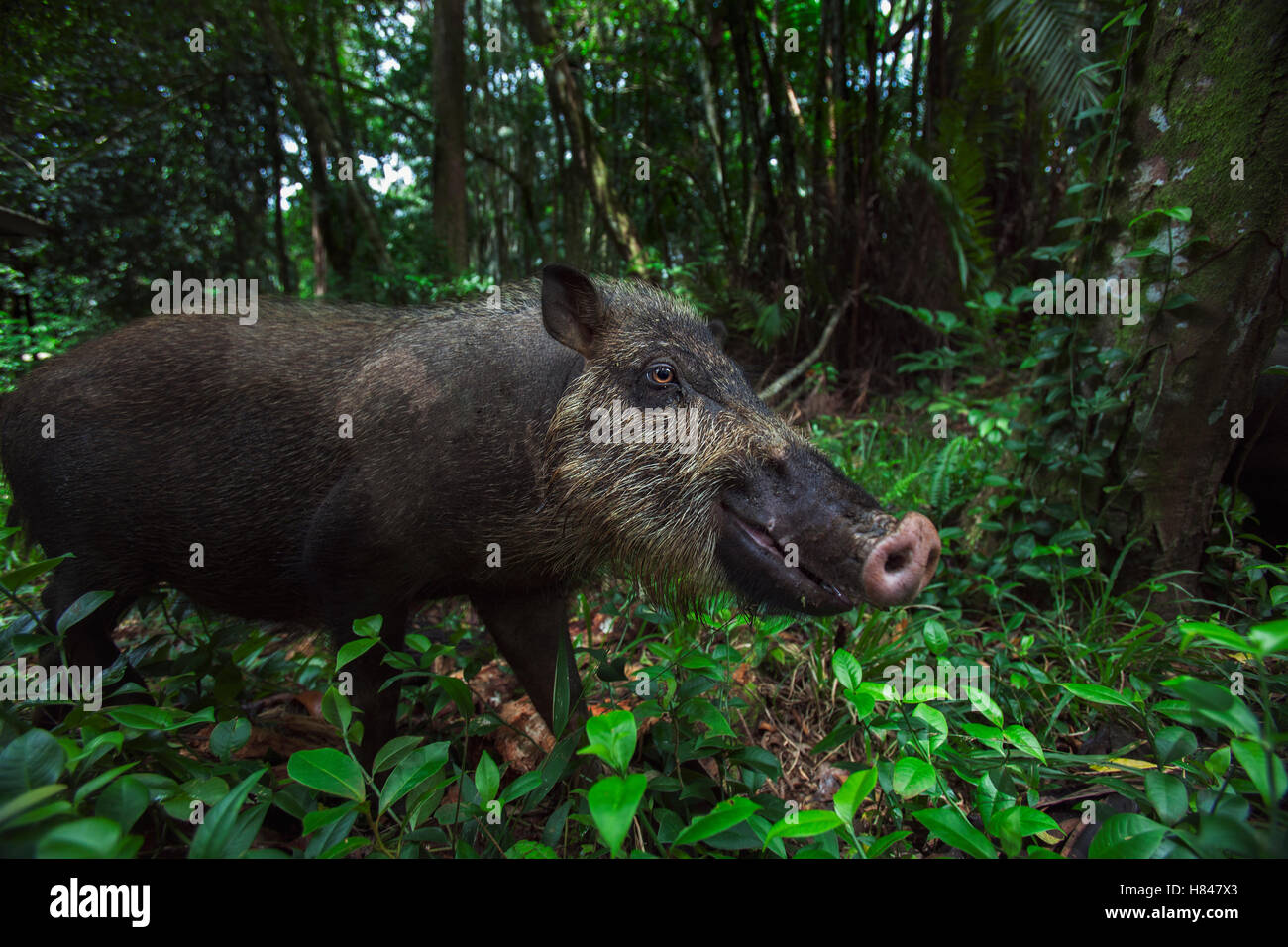 Bearded Pig (Sus barbatus) in rainforest, Bako National Park, Sarawak ...