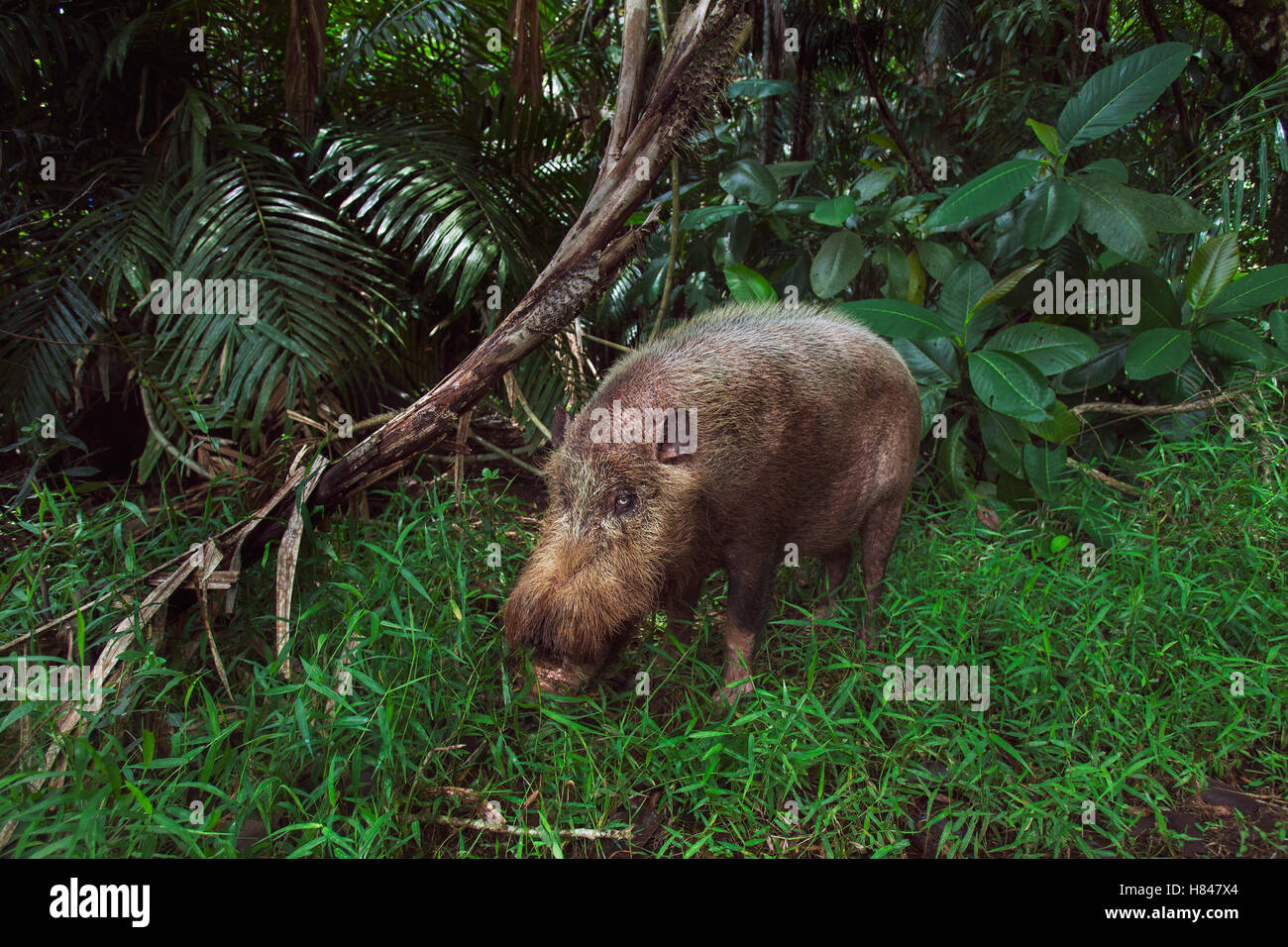 Bearded Pig (Sus barbatus) in rainforest, Bako National Park, Sarawak ...