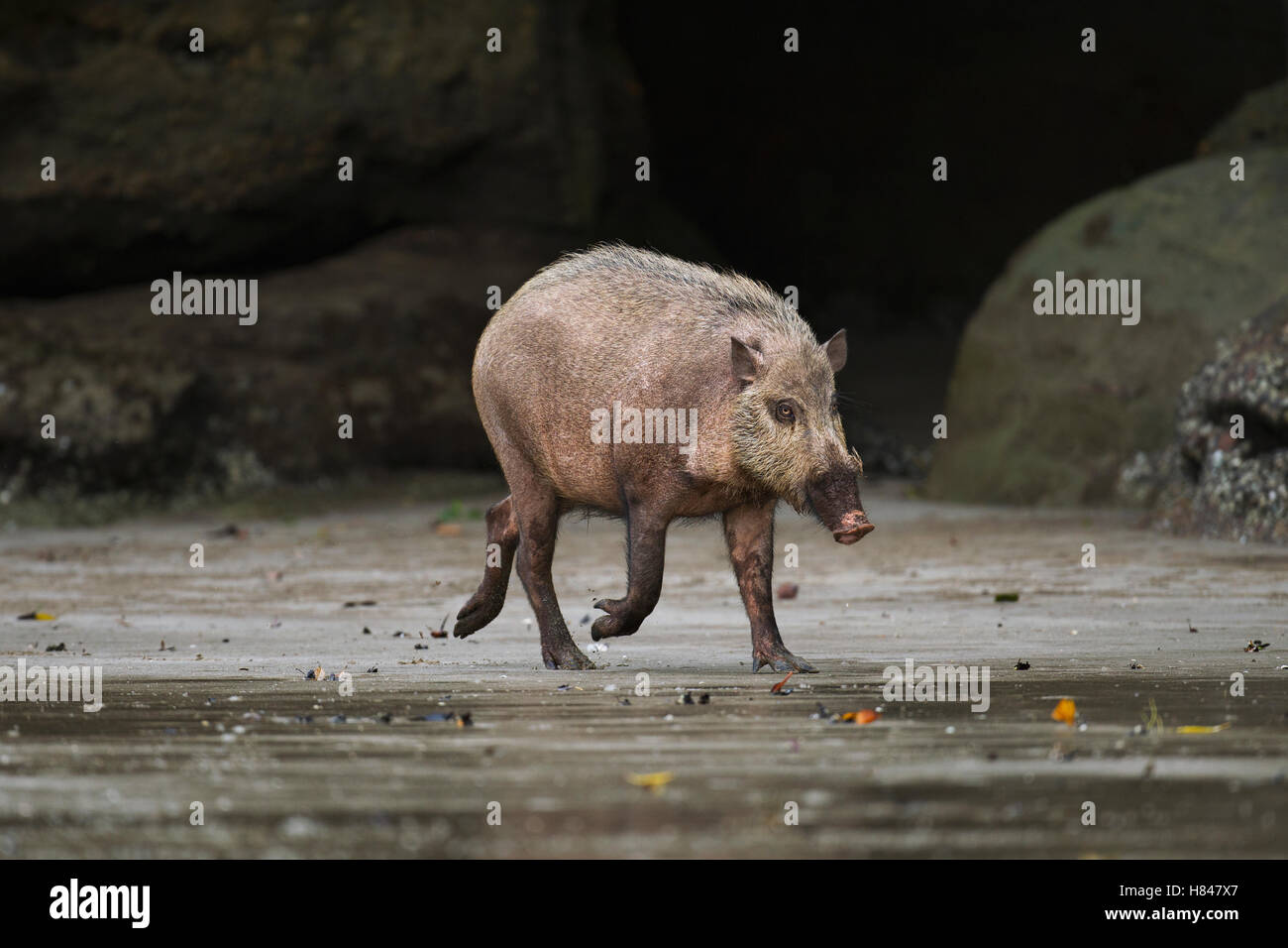 Bearded Pig (Sus barbatus) running across mudflat at low tide, Bako ...