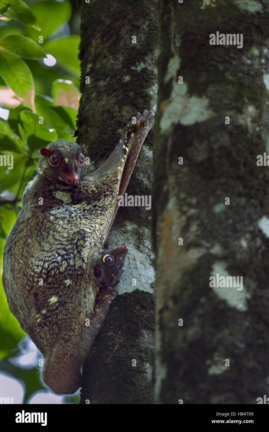 Malayan Flying Lemur (Cynocephalus variegatus) mother and baby clinging ...