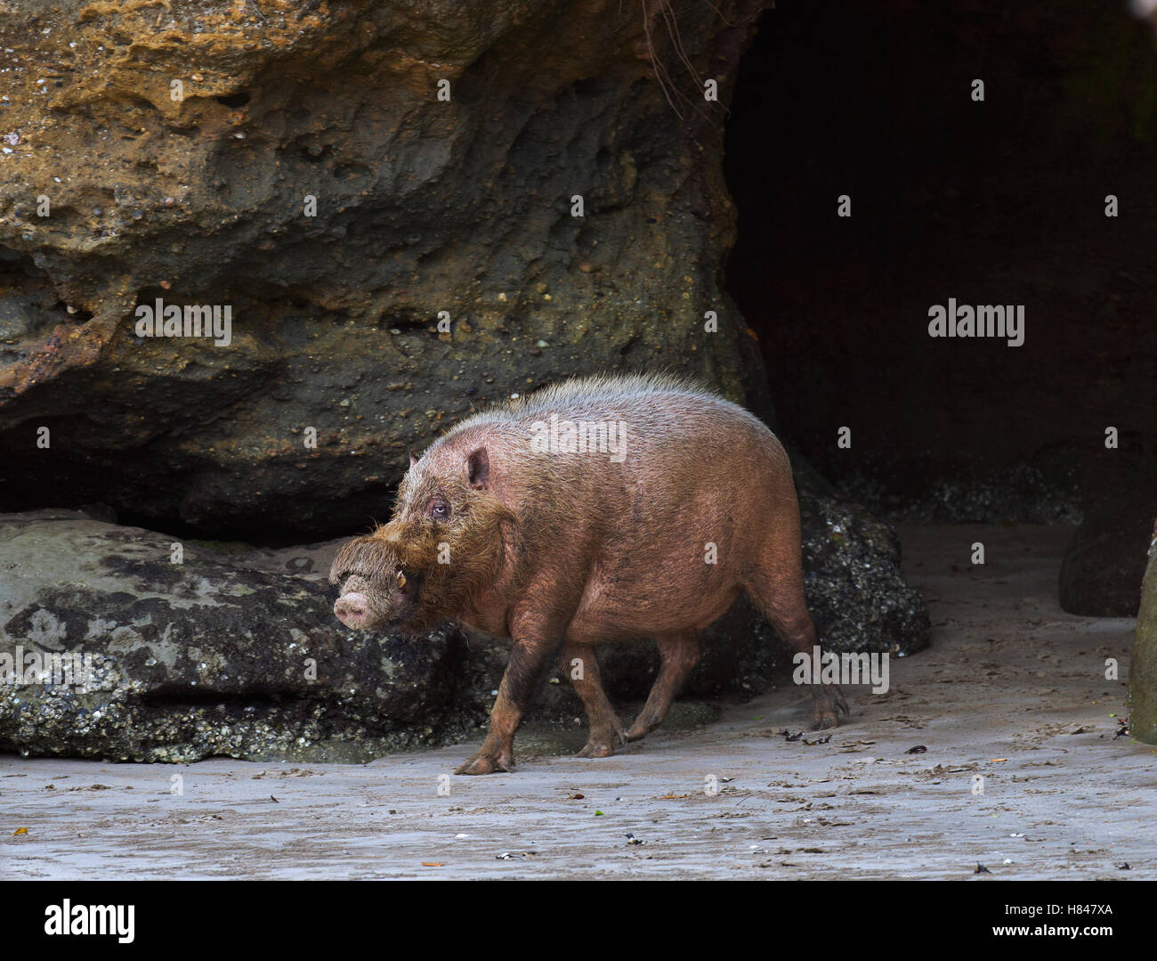 Bearded Pig (Sus barbatus) emerging from cave, Bako National Park ...