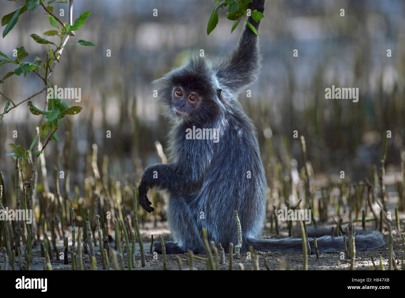 Silvered Leaf Monkey (Trachypithecus cristatus) in mangrove swamp, Bako ...