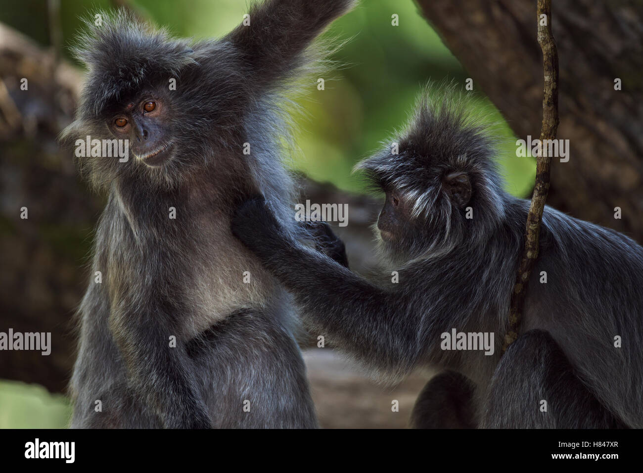 Silvered Leaf Monkey (Trachypithecus cristatus) pair grooming, Bako ...