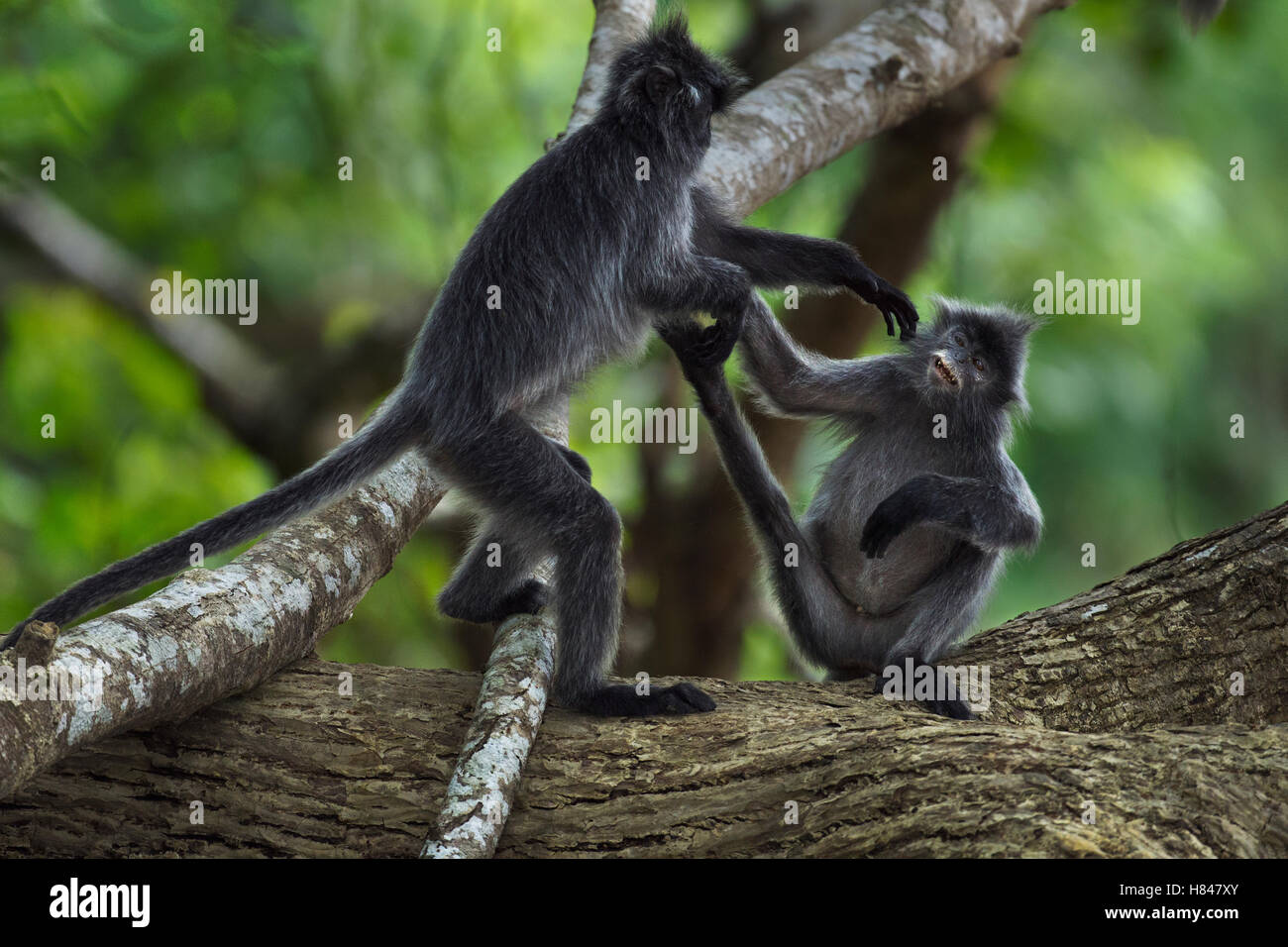Silvered Leaf Monkey (Trachypithecus cristatus) pair play-fighting ...