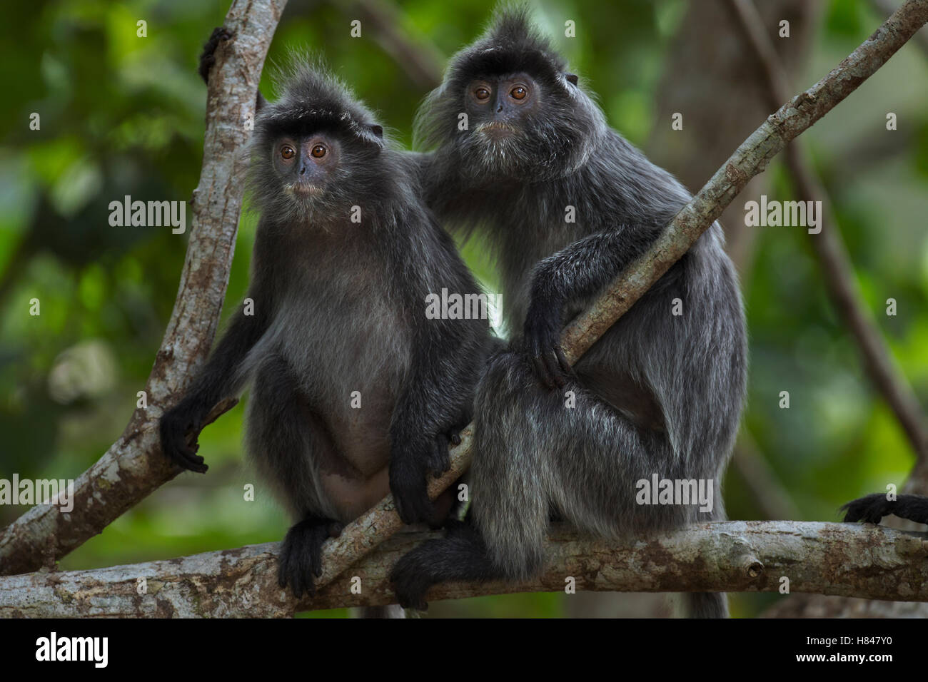 Silvered Leaf Monkey (Trachypithecus cristatus) juveniles in tree, Bako ...