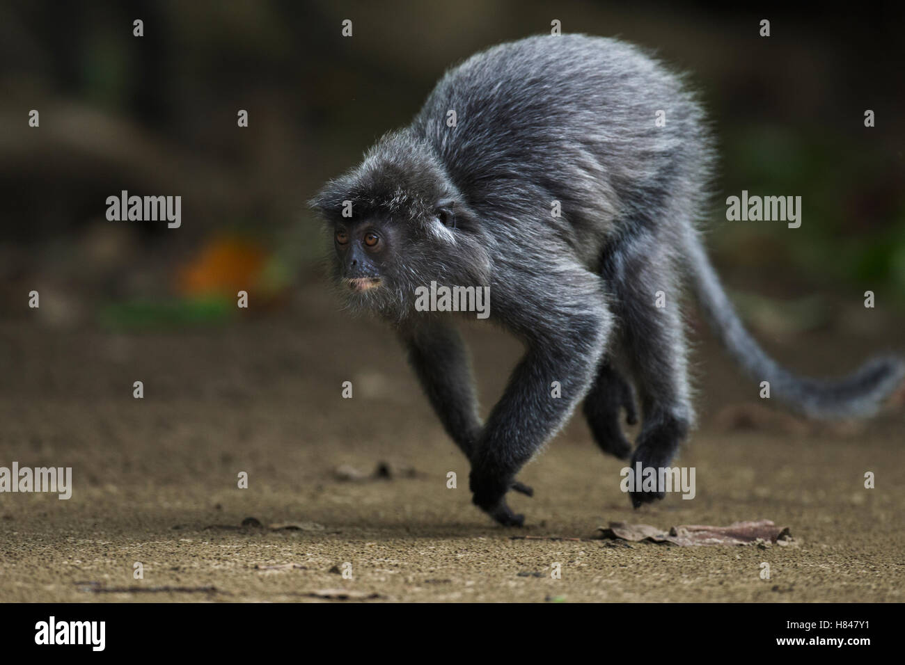 Silvered Leaf Monkey (Trachypithecus cristatus) running on beach, Bako ...