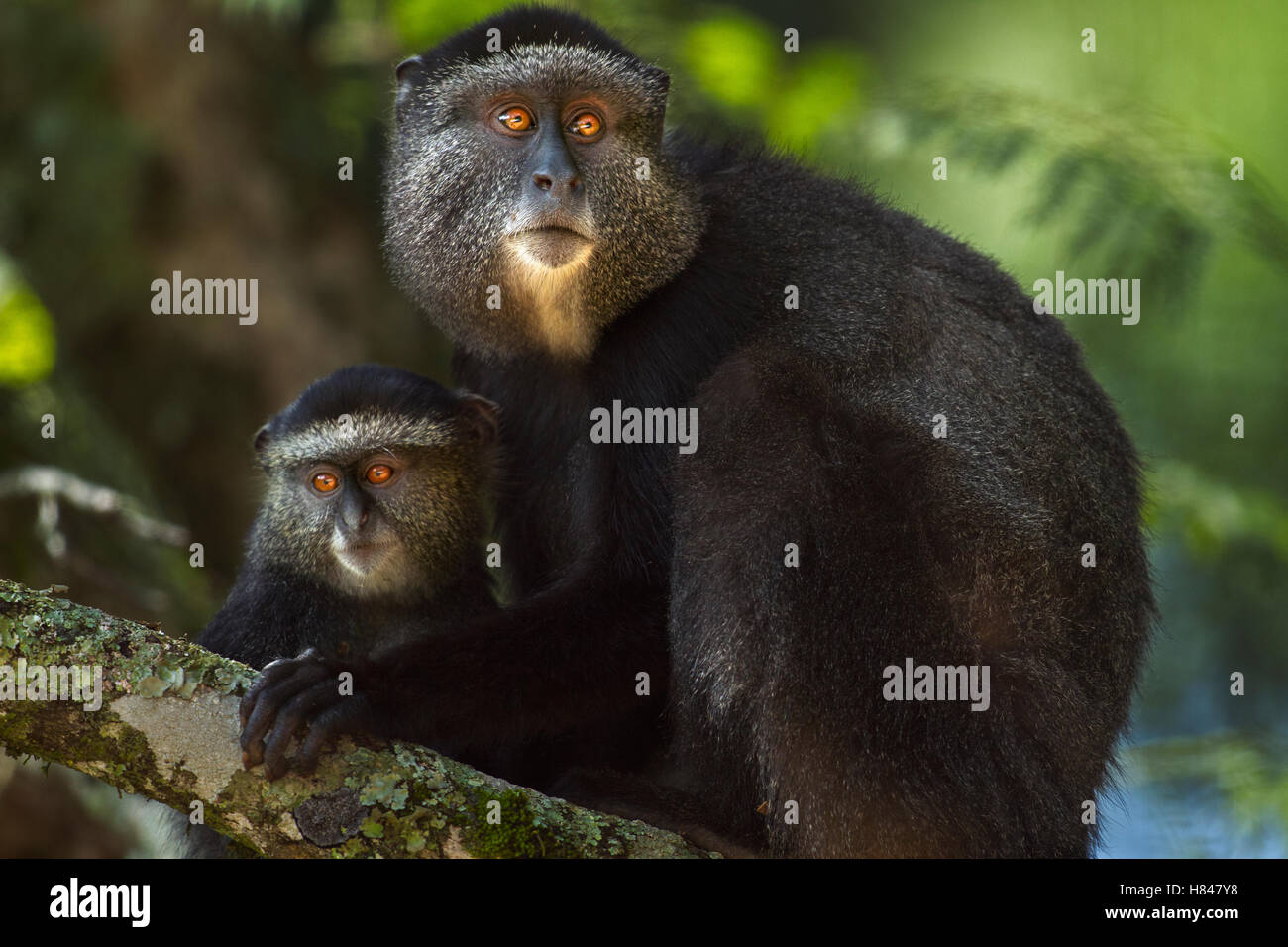 Blue Monkey (Cercopithecus mitis) mother and eleven month old baby in ...