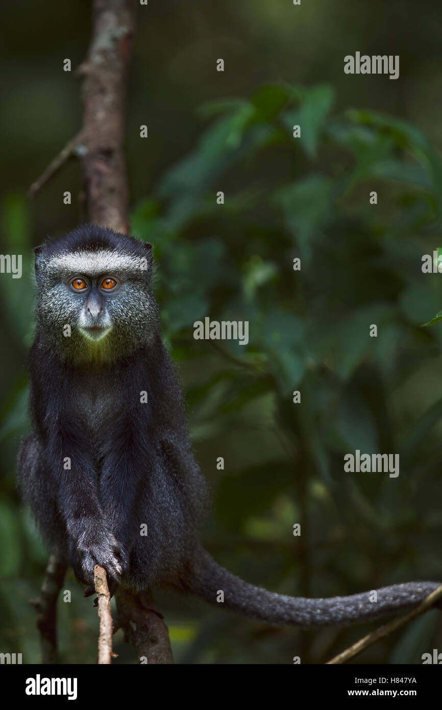 Blue Monkey (Cercopithecus mitis) eleven month old baby in tree ...