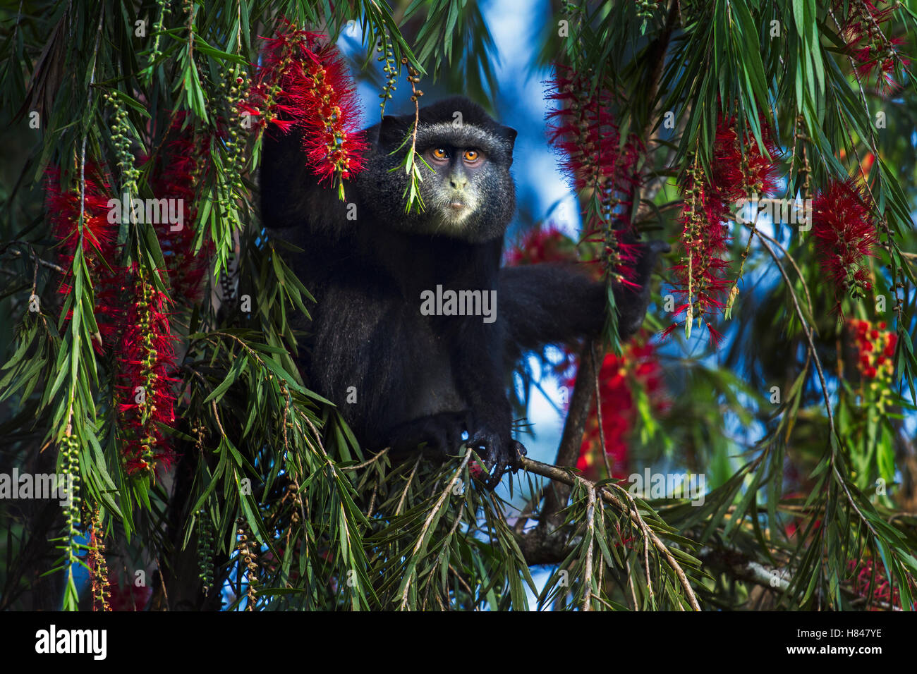 Blue Monkey (Cercopithecus mitis) in tree, Kakamega Forest Reserve ...