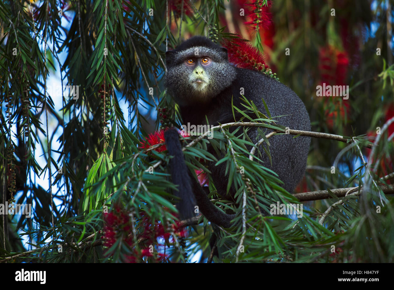 Blue Monkey (Cercopithecus mitis) in tree, Kakamega Forest Reserve ...