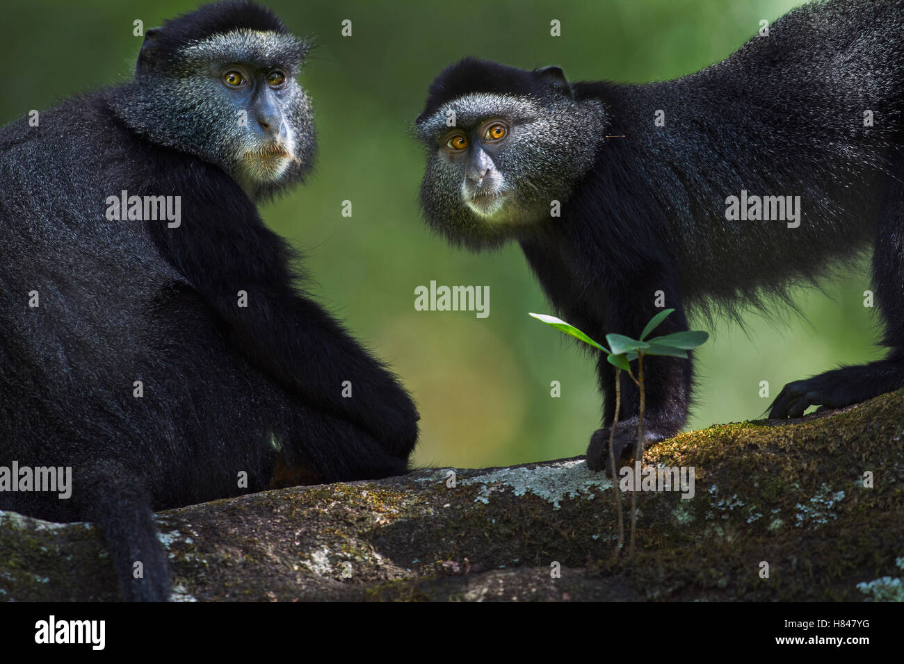 Blue Monkey (Cercopithecus mitis) female, named Kipper, with her eleven ...