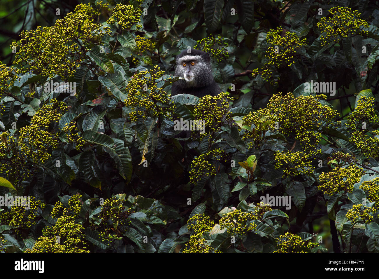 Blue Monkey (Cercopithecus mitis) feeding on Dragon's-blood-tree ...