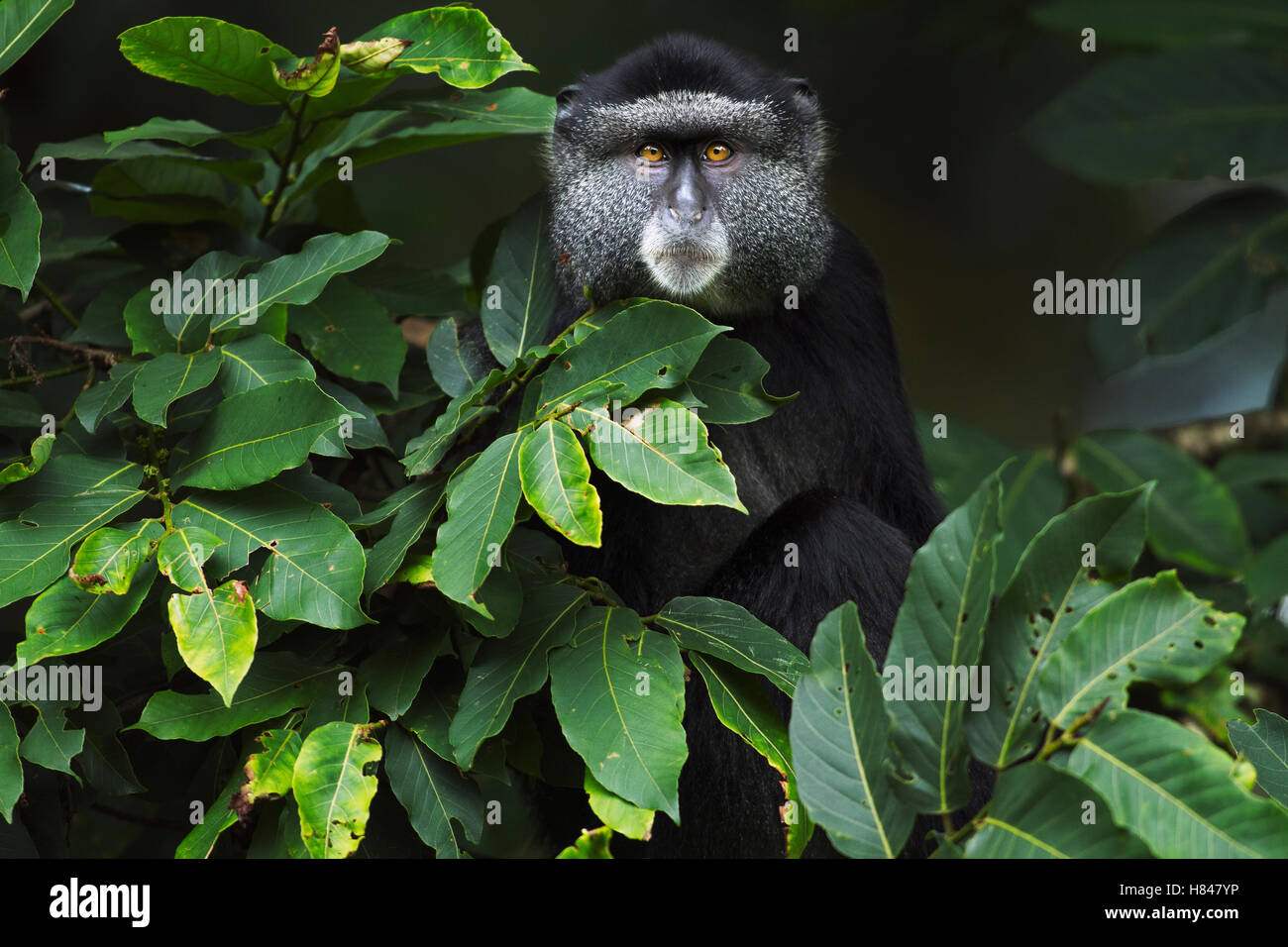 Blue Monkey (Cercopithecus mitis) sub-adult male in tree, Kakamega ...