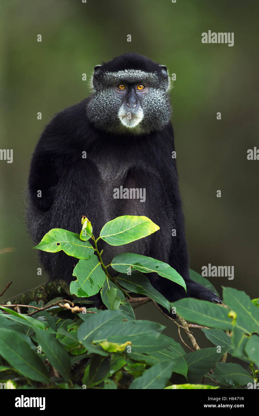 Blue Monkey (Cercopithecus mitis) sub-adult male in tree, Kakamega ...