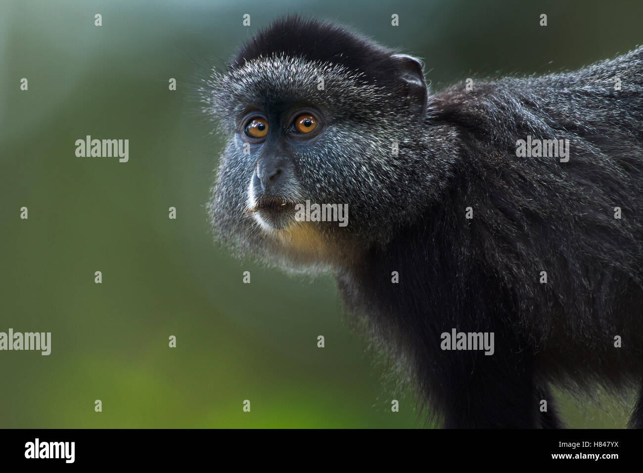 Blue Monkey (Cercopithecus mitis) juvenile, Kakamega Forest Reserve ...