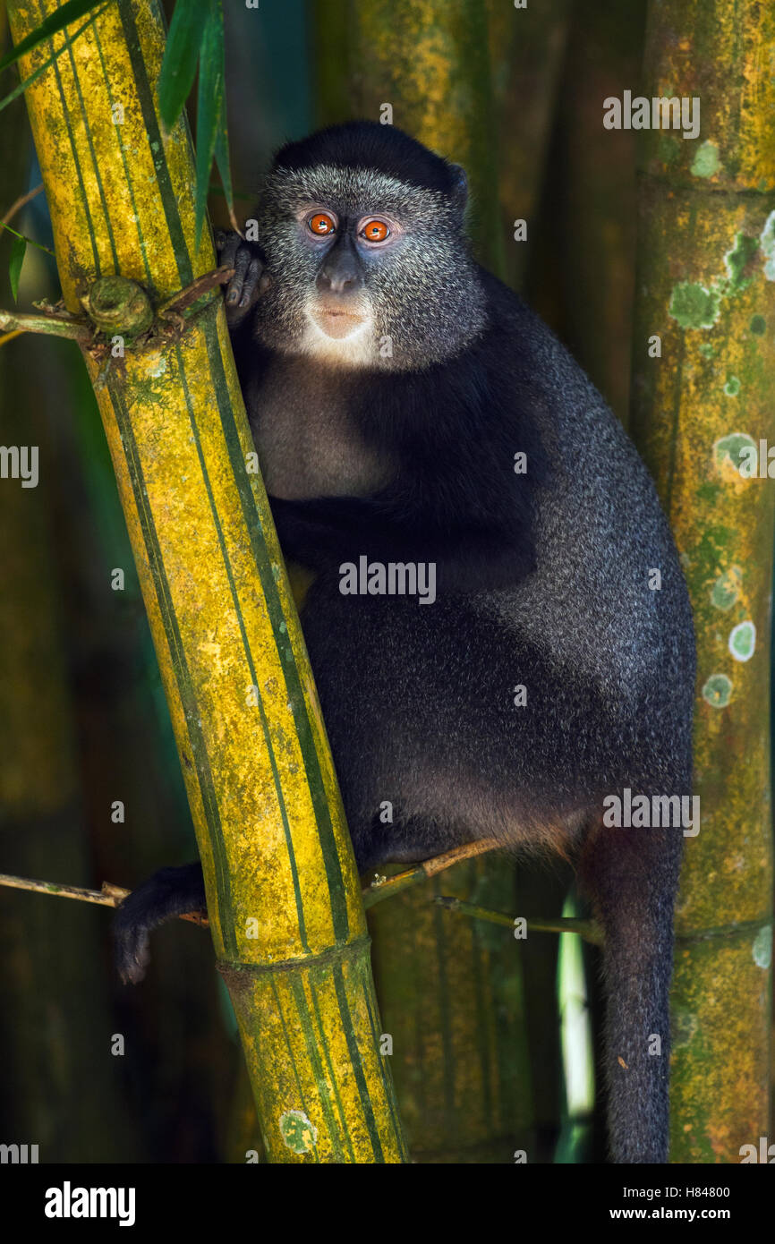 Blue Monkey (Cercopithecus mitis) juvenile in bamboo, Kakamega Forest ...