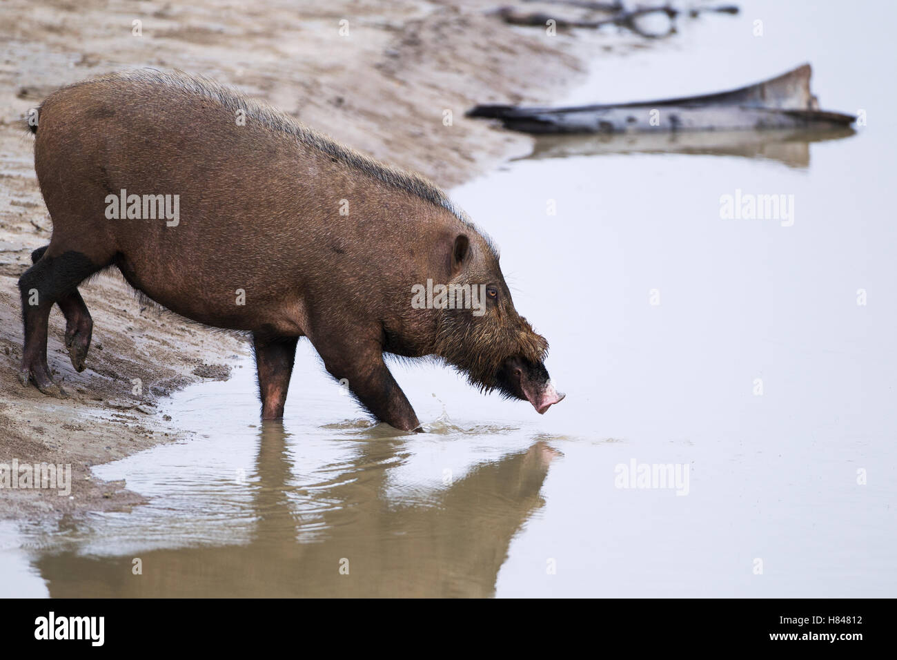 Bearded Pig (Sus barbatus) entering water to cross river, Bako National ...