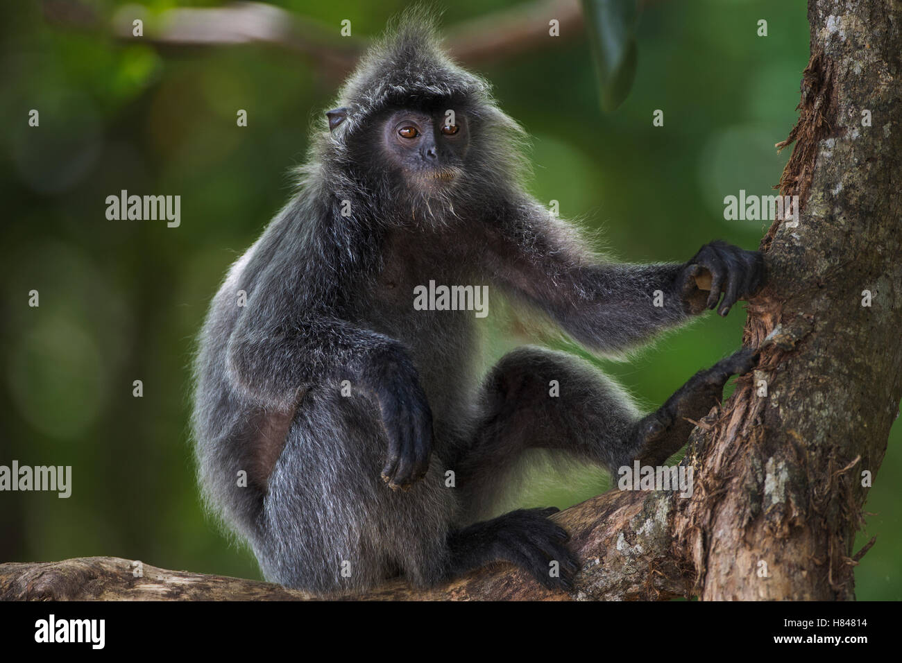 Silvered Leaf Monkey (Trachypithecus cristatus) male in tree, Bako ...