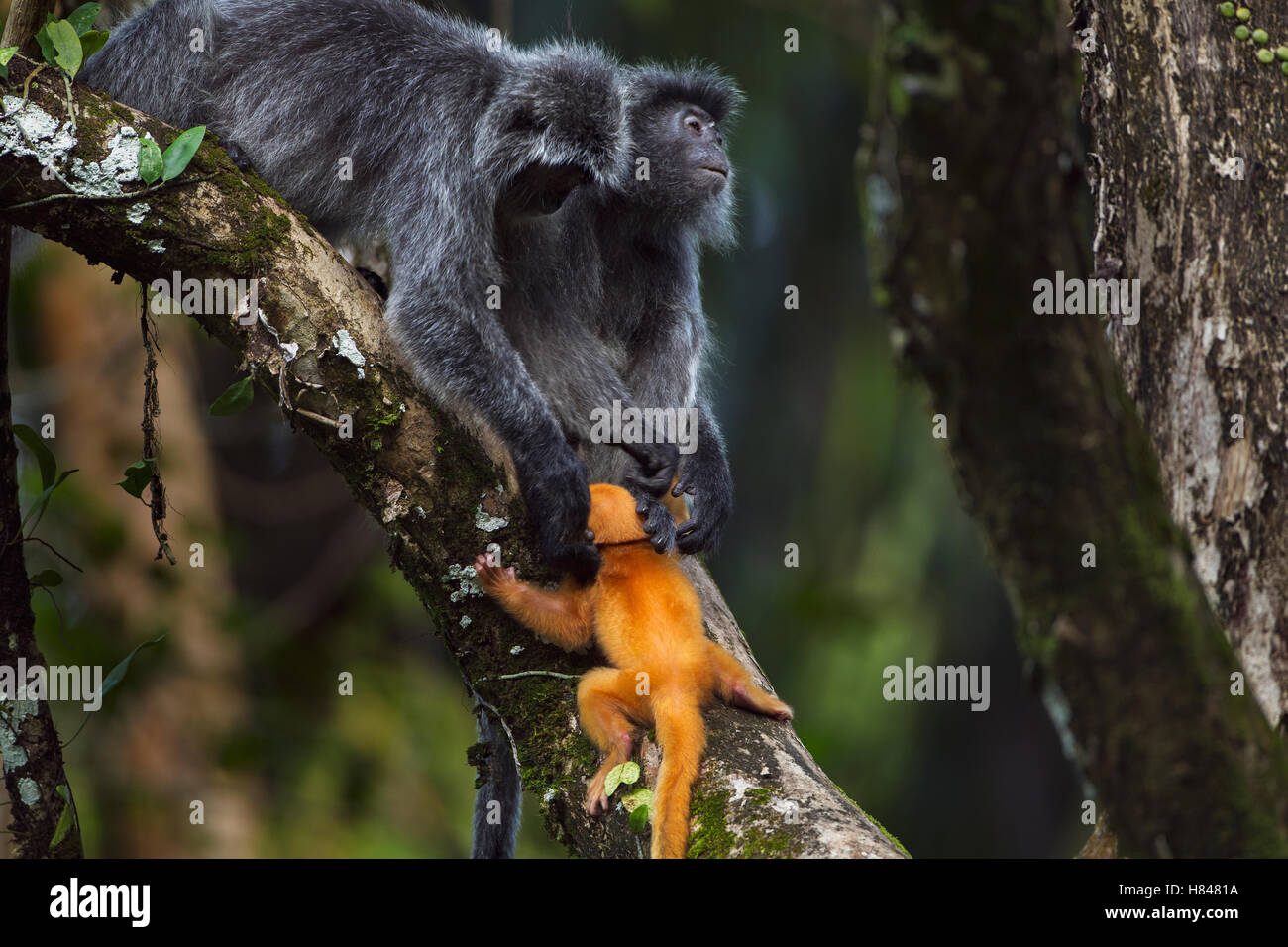 Silvered Leaf Monkey (Trachypithecus cristatus) female rescuing week ...